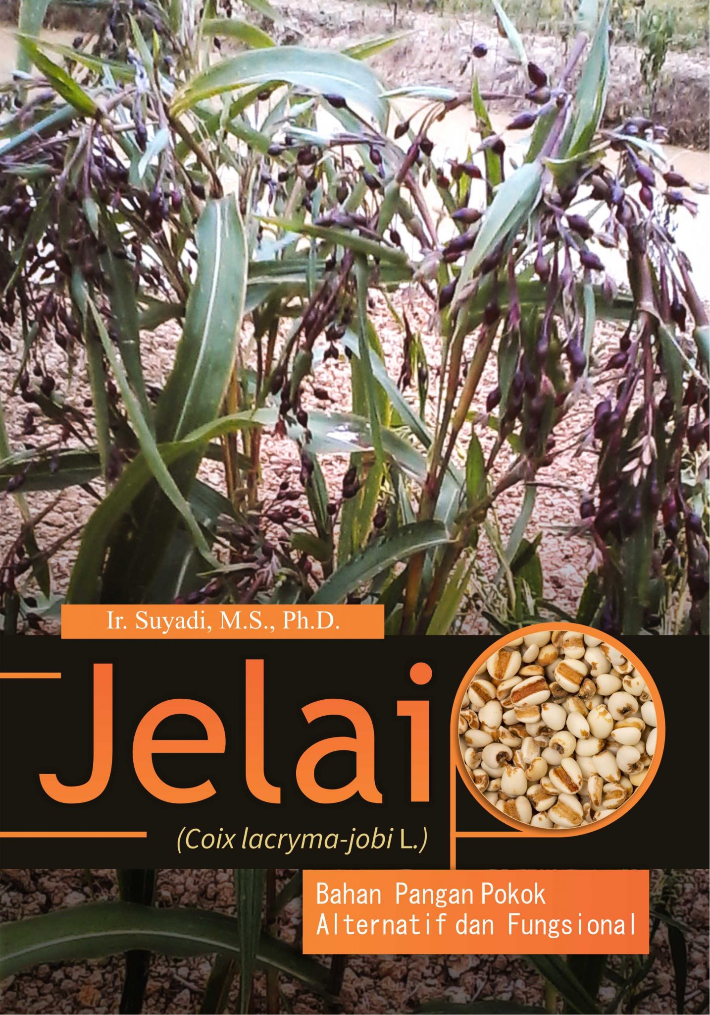 Buku Jelai (Coix lacryma-jobi L.) Bahan Pangan Pokok Alternatif
